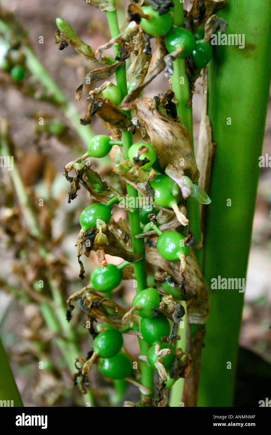 Green cardamom farming hi-res stock photography and images - Alamy