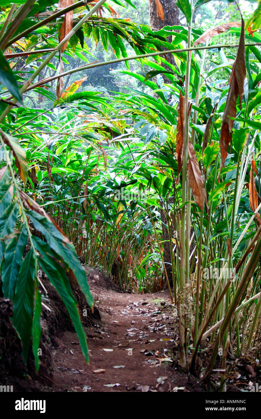 A pathway through a cardamom plantation at Pothamedu Stock Photo - Alamy