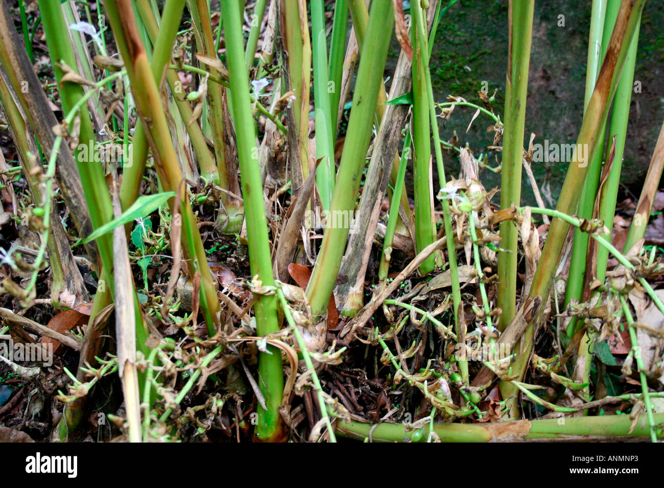 Close up of the roots of a cluster of cardamom plants at Pothamedu ...