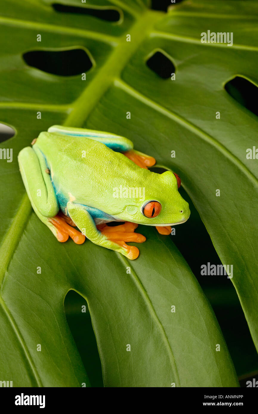 Tree frog on leaf Stock Photo - Alamy