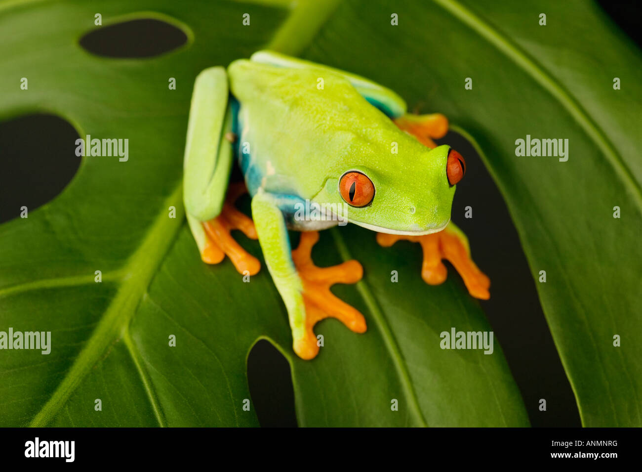 Frog High Resolution Stock Photography and Images - Alamy
