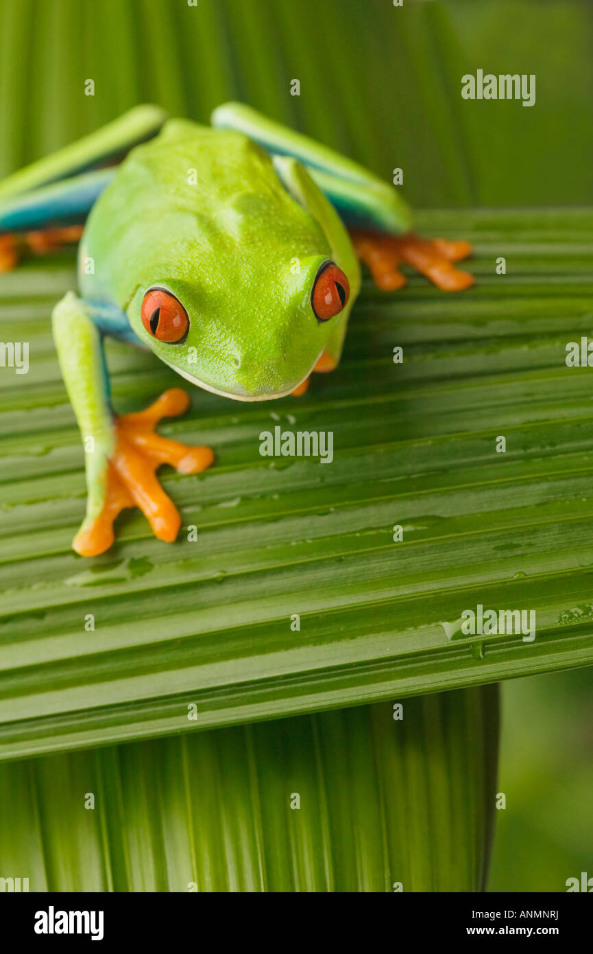 Walking frog hi-res stock photography and images - Alamy
