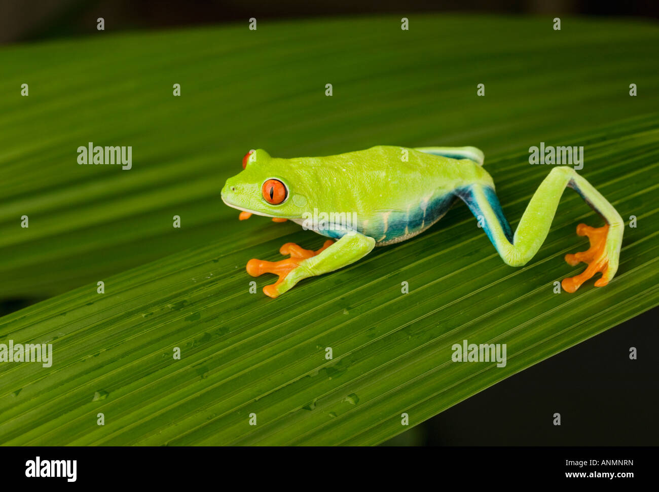 Side view of frog hi-res stock photography and images - Alamy