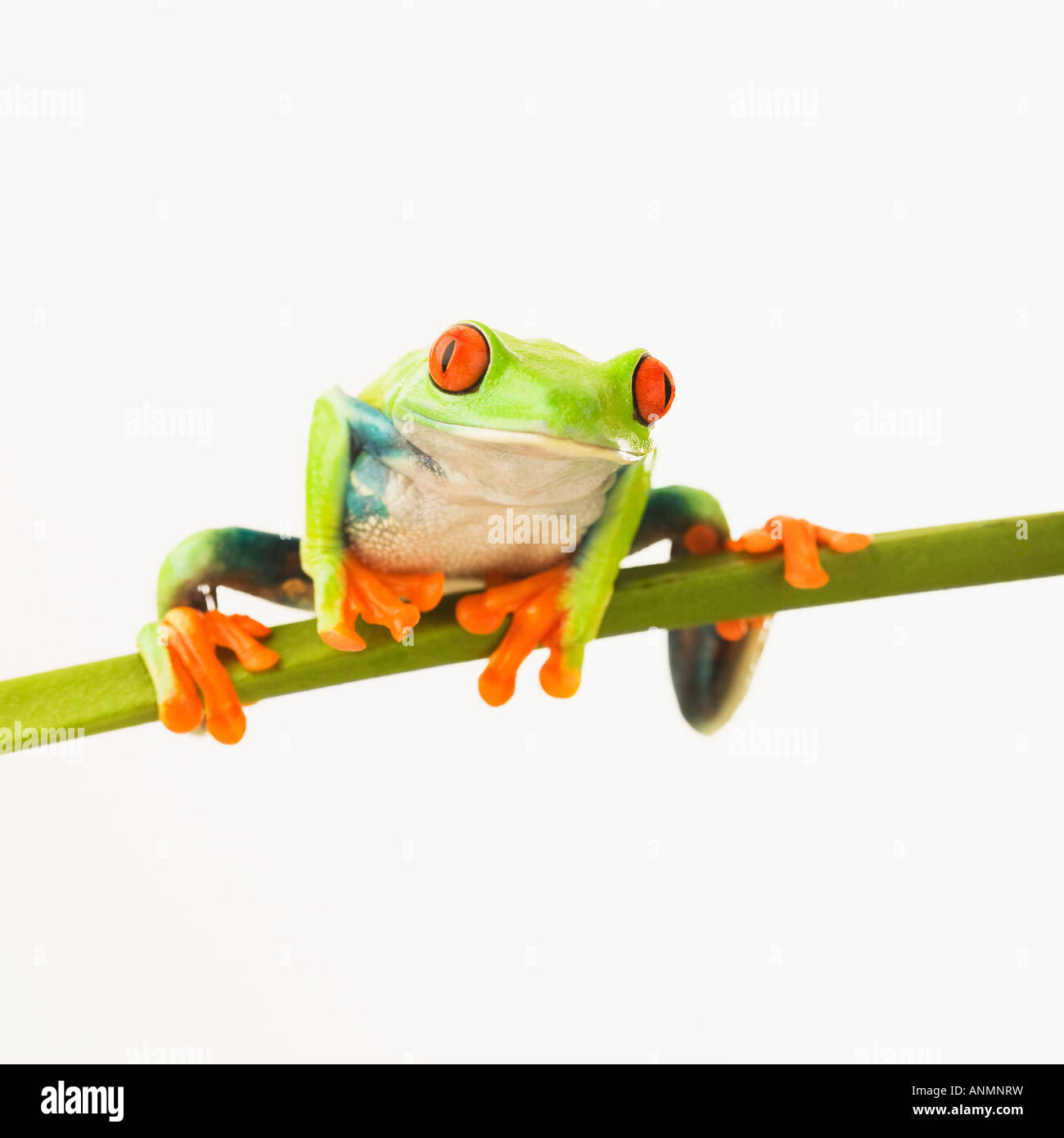 Frog front view hi-res stock photography and images - Alamy