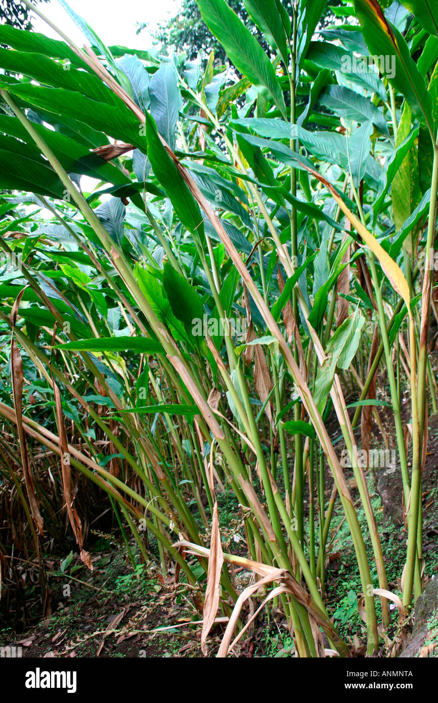 Cardamom plants at Pothamedu, Munnar Stock Photo - Alamy