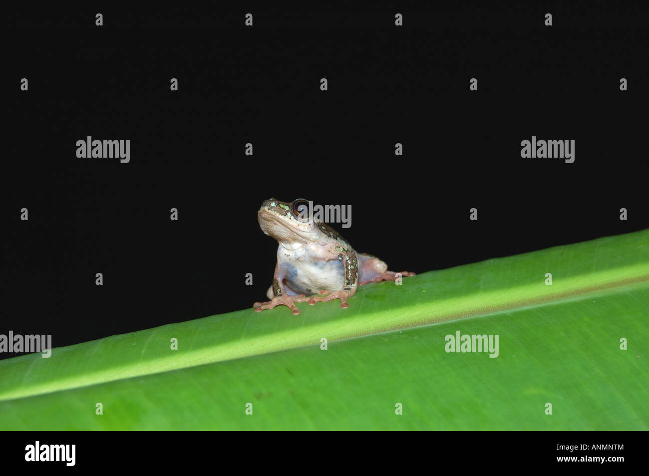 Ghost frog species hi-res stock photography and images - Alamy