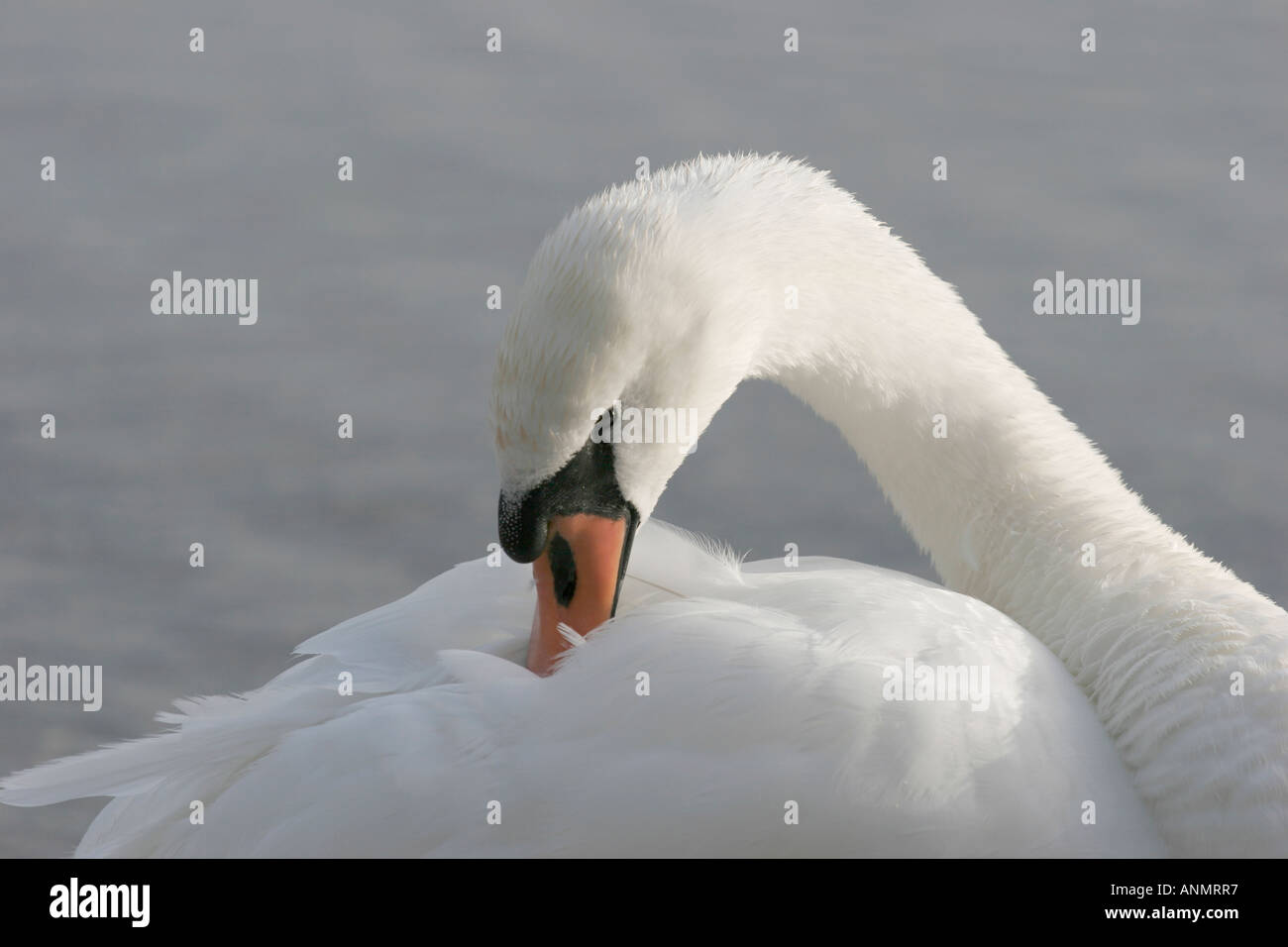 White swan washing Stock Photo - Alamy
