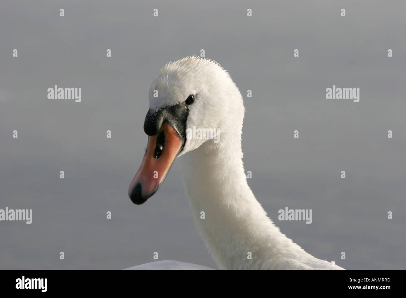 Swan neck head hi-res stock photography and images - Alamy