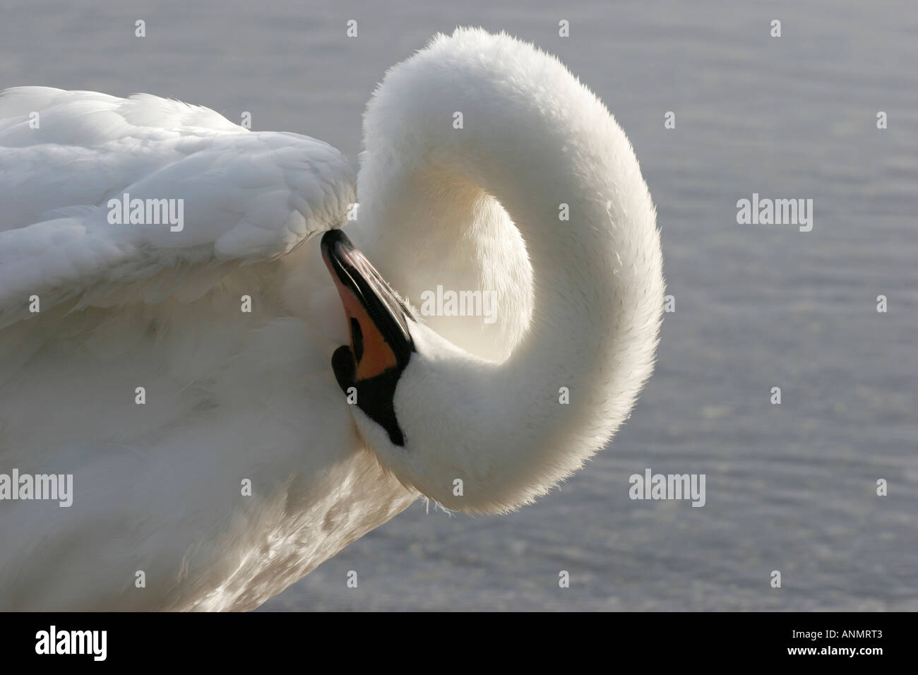 White swan washing Stock Photo - Alamy