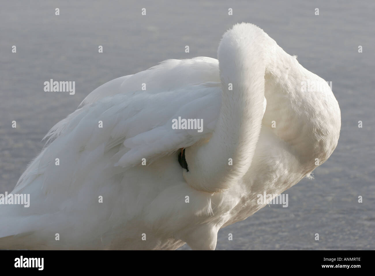White swan washing Stock Photo - Alamy