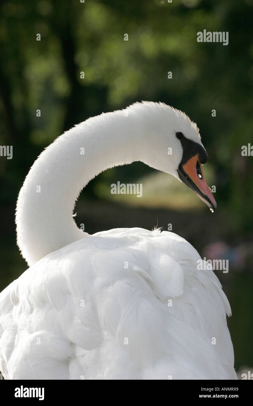 Swan neck turning hi-res stock photography and images - Alamy