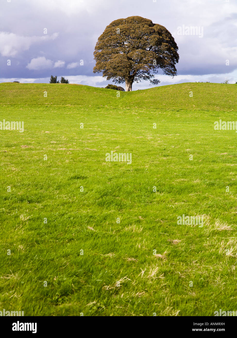 tree on earthwork, Giant's Ring, Lagan valley, Belfast, Northern ...