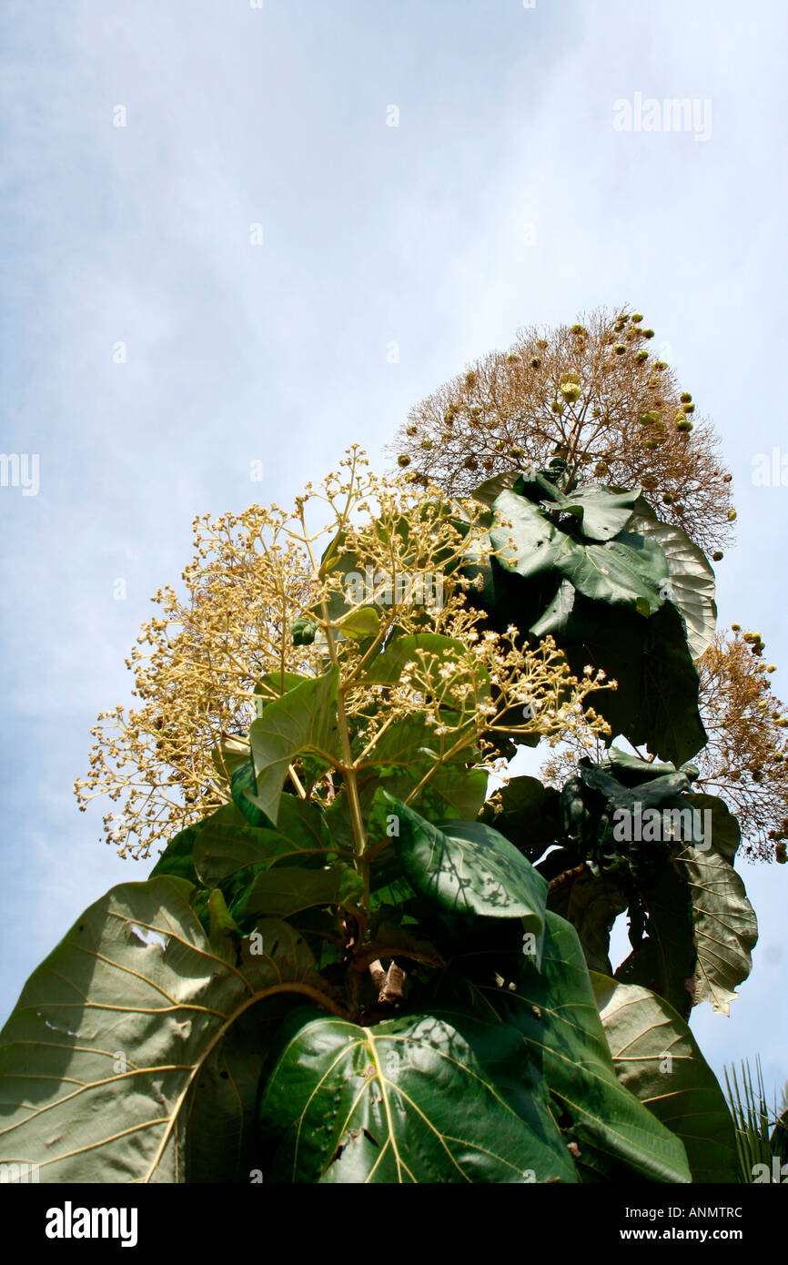 Top of a teak tree seen from below against a clear sky at Trivandrum ...