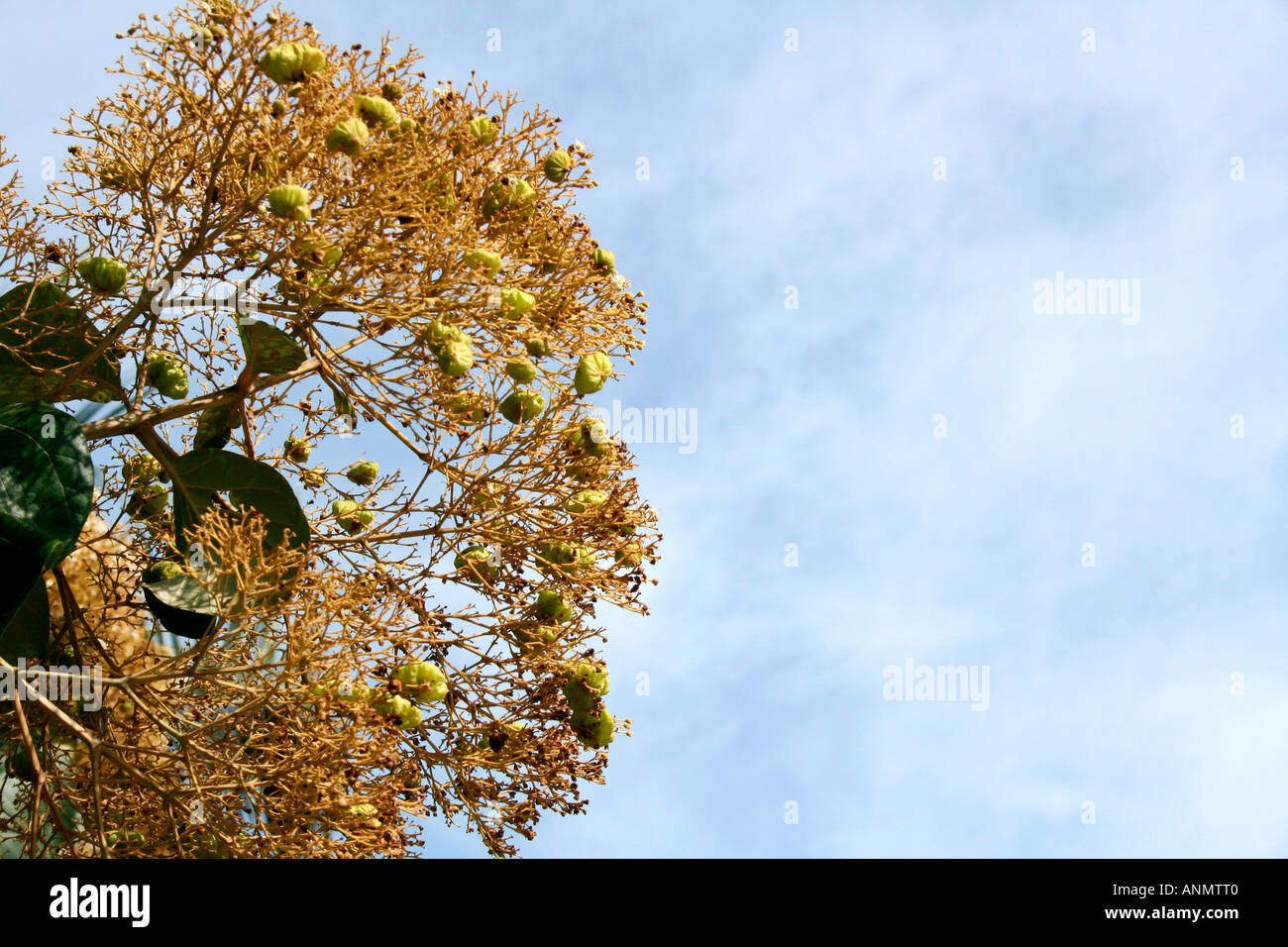 Close up of the flowers of a teak tree seen from below against a clear ...