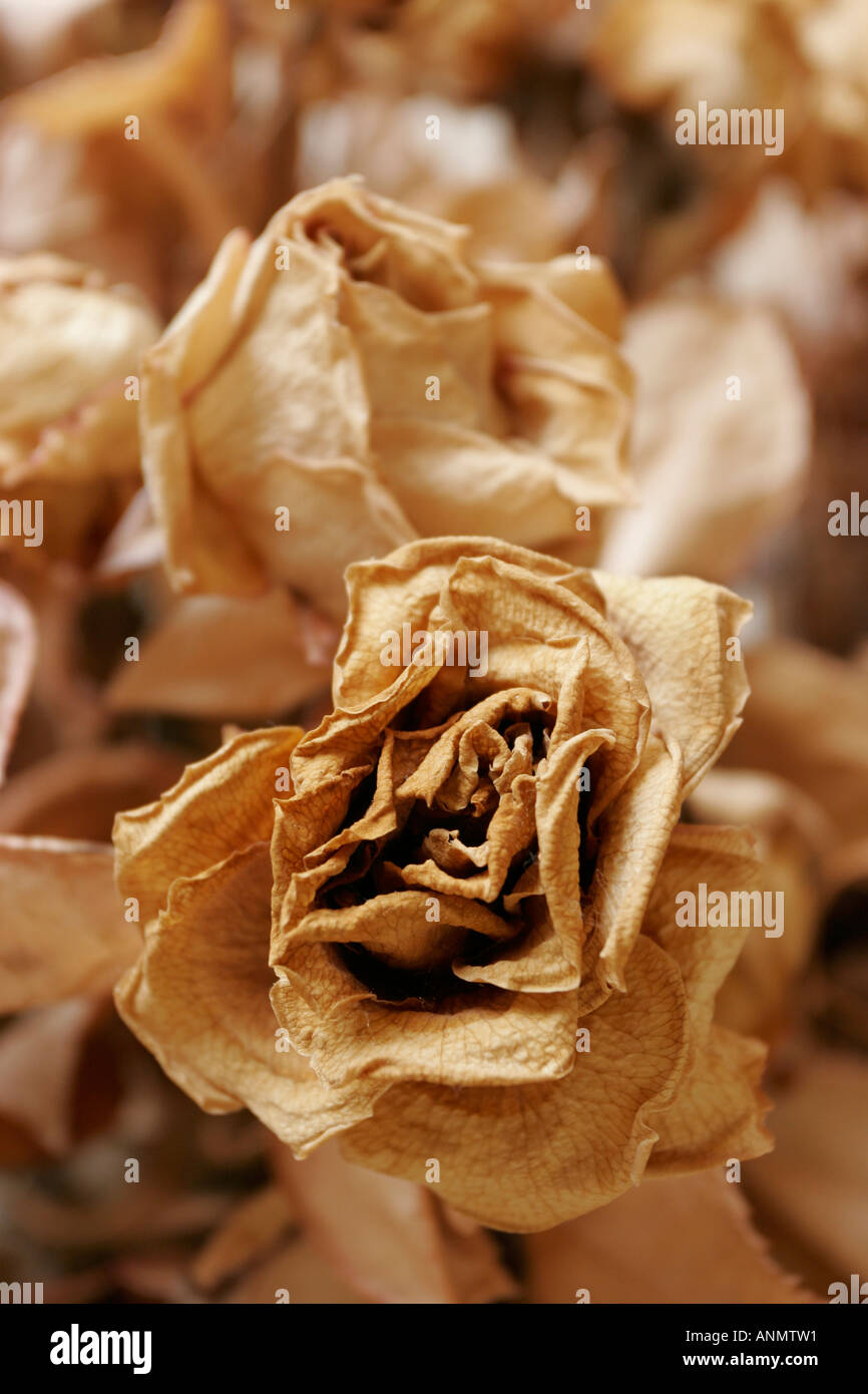 Single dried rose Stock Photo - Alamy