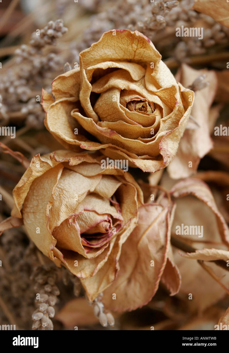 Two dried roses Stock Photo - Alamy