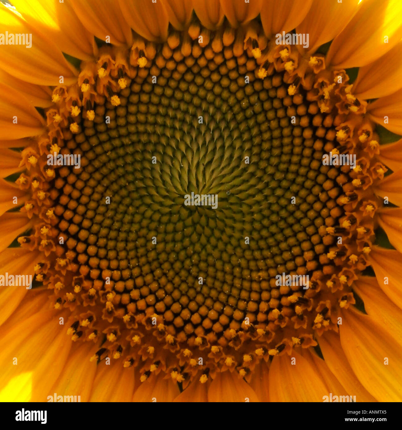Sunflower seed head hi-res stock photography and images - Alamy