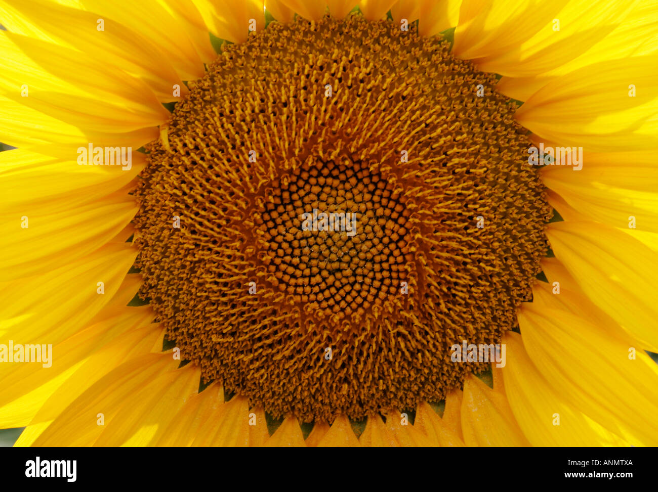 Sunflower head and seeds hi-res stock photography and images - Alamy