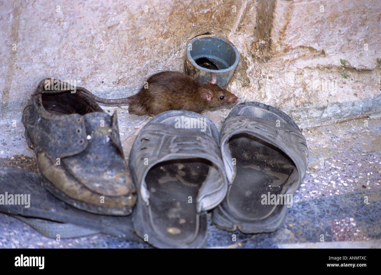 Disgusting humorous sight faith gross hi-res stock photography and ...