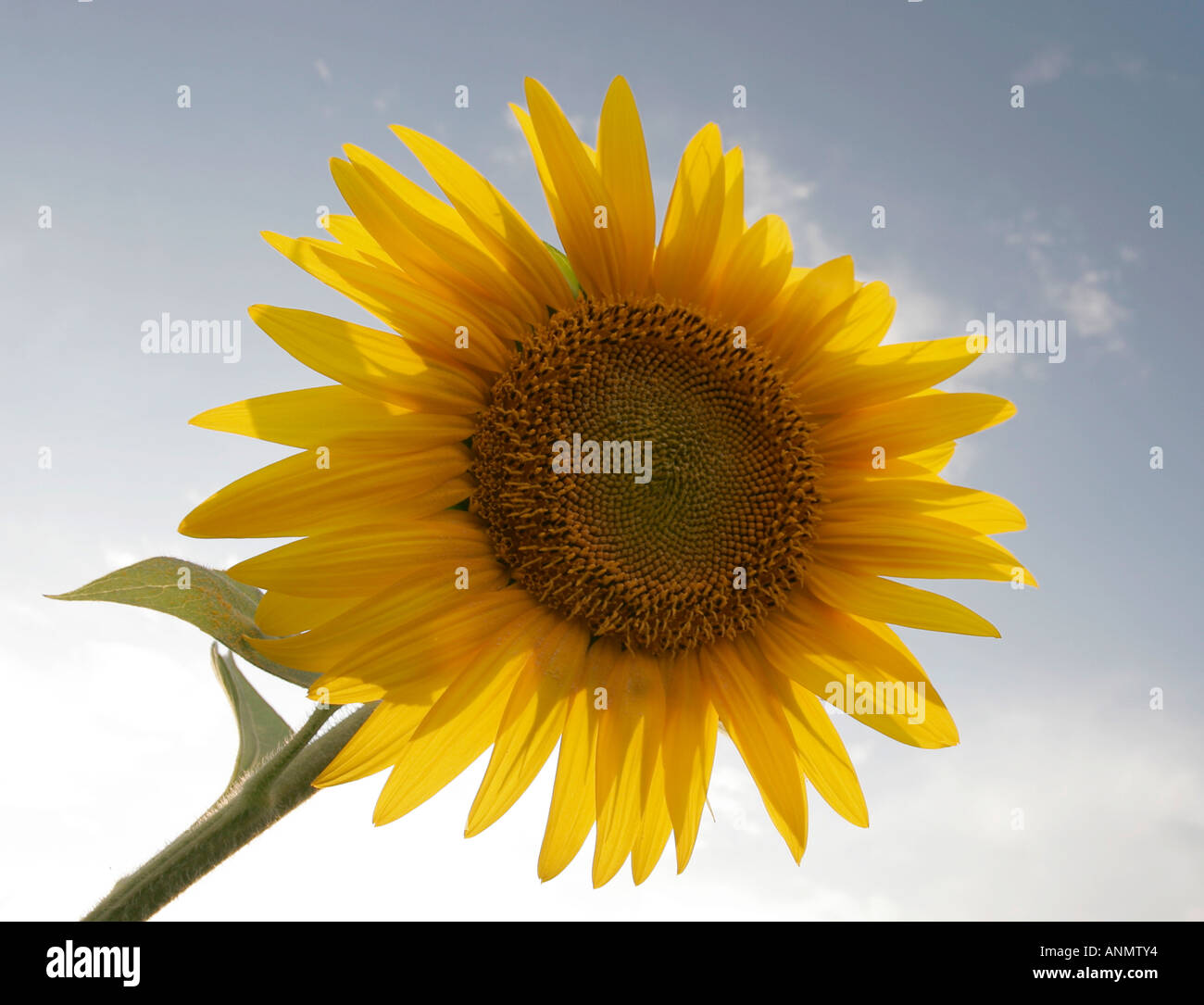 Single sunflower hi-res stock photography and images - Alamy