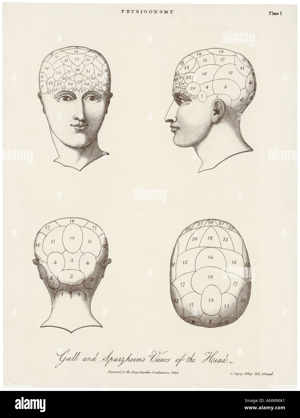 Phrenological hi-res stock photography and images - Alamy