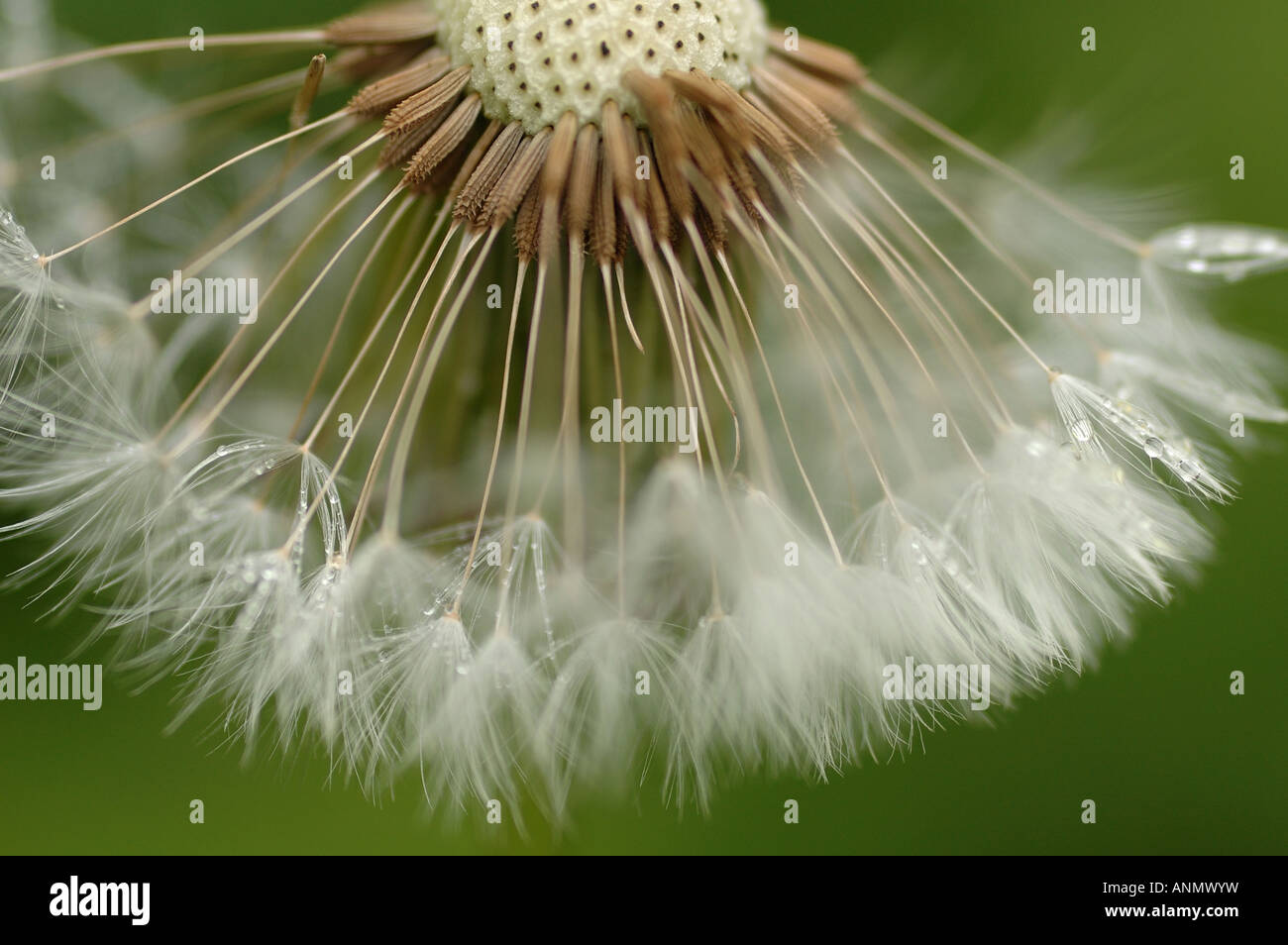 Dandelion Seed Head Stock Photo - Alamy
