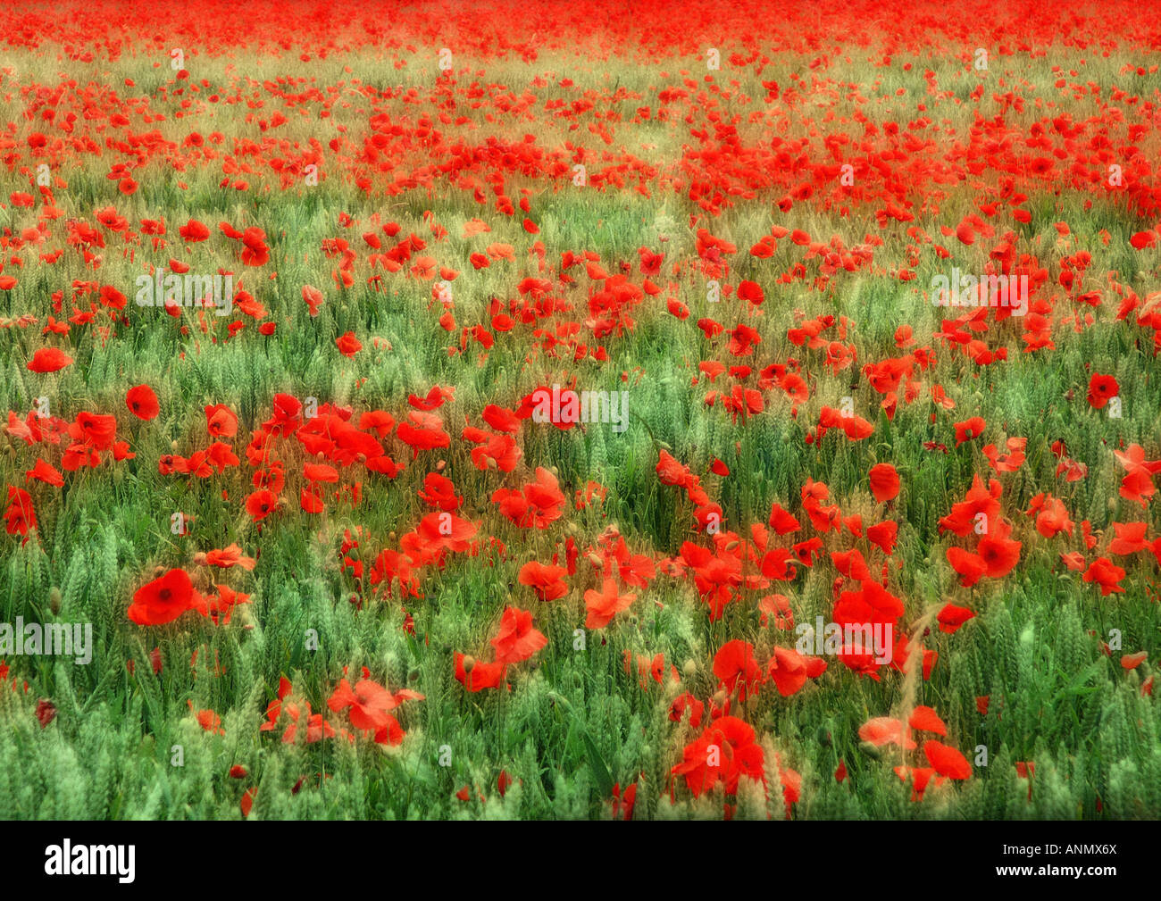 Rememberance poppy hi-res stock photography and images - Alamy