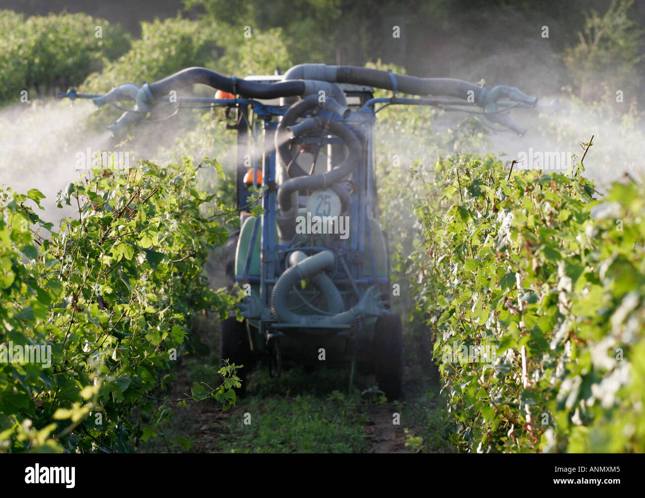 Spraying the vines hi-res stock photography and images - Alamy