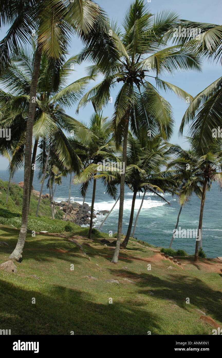 Kerala southern India coconut palm trees overlooking sea Stock Photo ...