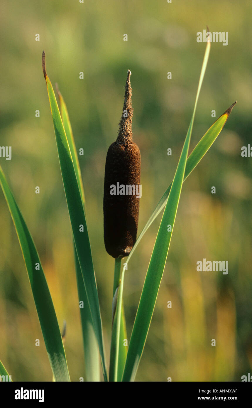 Helophyten hi-res stock photography and images - Alamy