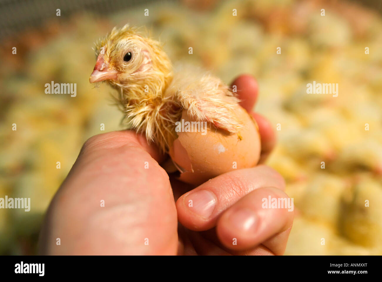 Newborn chicken in Guadalajara farm Spain Stock Photo - Alamy