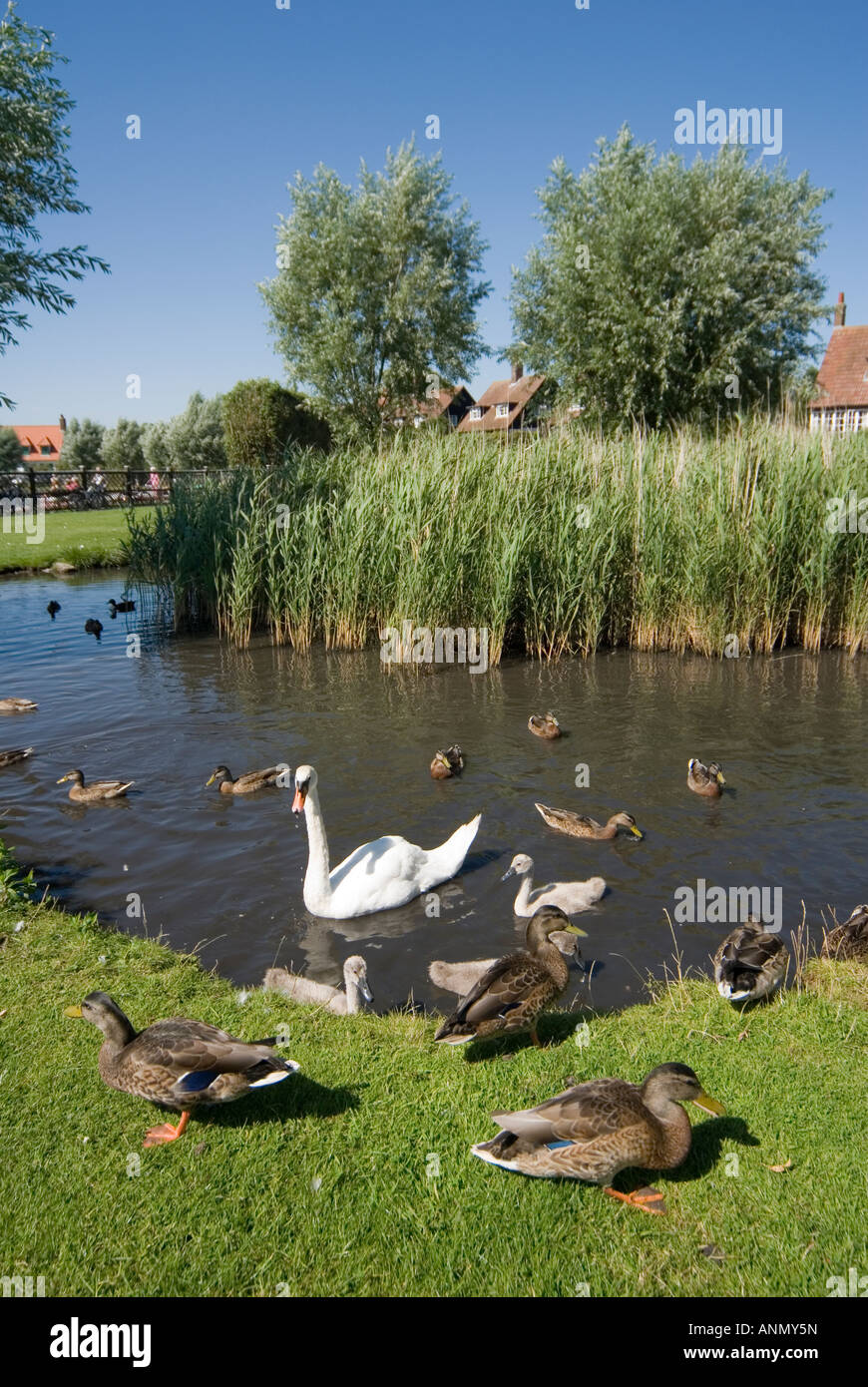 birds on a pond in suffolk england Stock Photo - Alamy