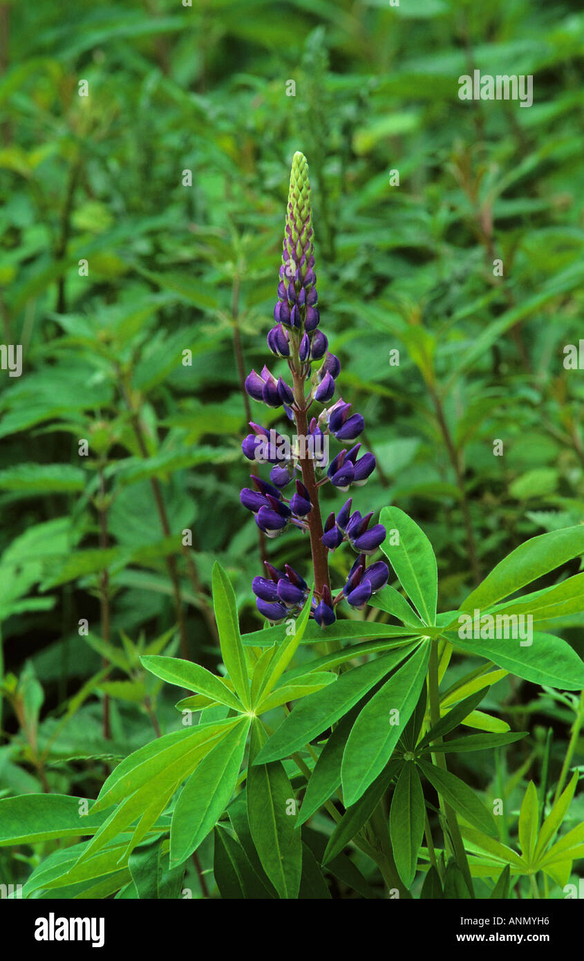 lupin / Lupinus Stock Photo - Alamy