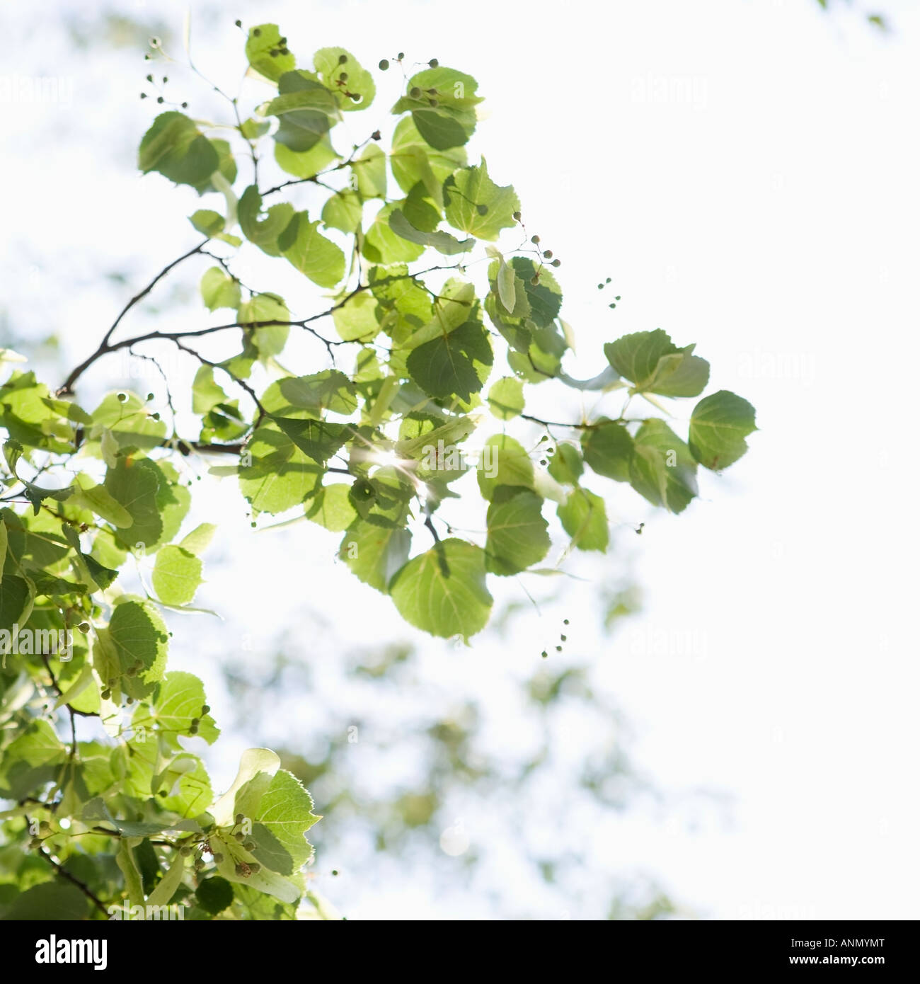 Close up of leaves in sunlight, Maine, United States Stock Photo - Alamy