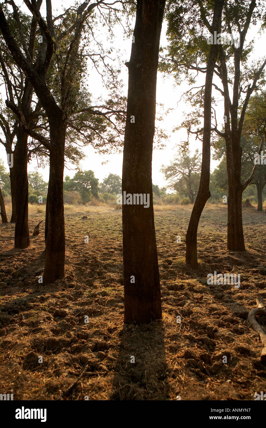 Ebony bark hi-res stock photography and images - Alamy