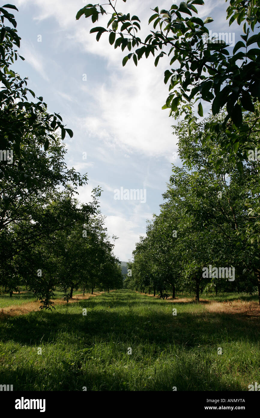 Grove walnut trees hi-res stock photography and images - Alamy