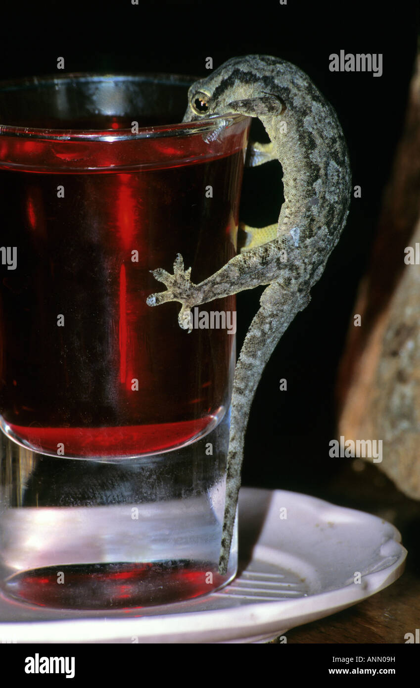 Gecko of thailand hi-res stock photography and images - Alamy
