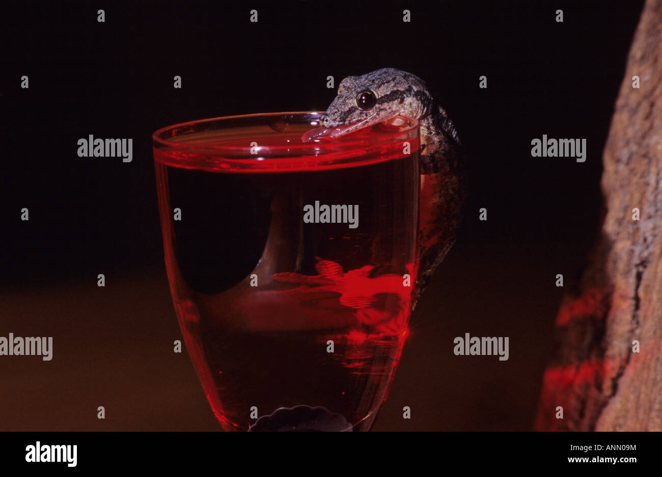 Gecko thailand house hi-res stock photography and images - Alamy