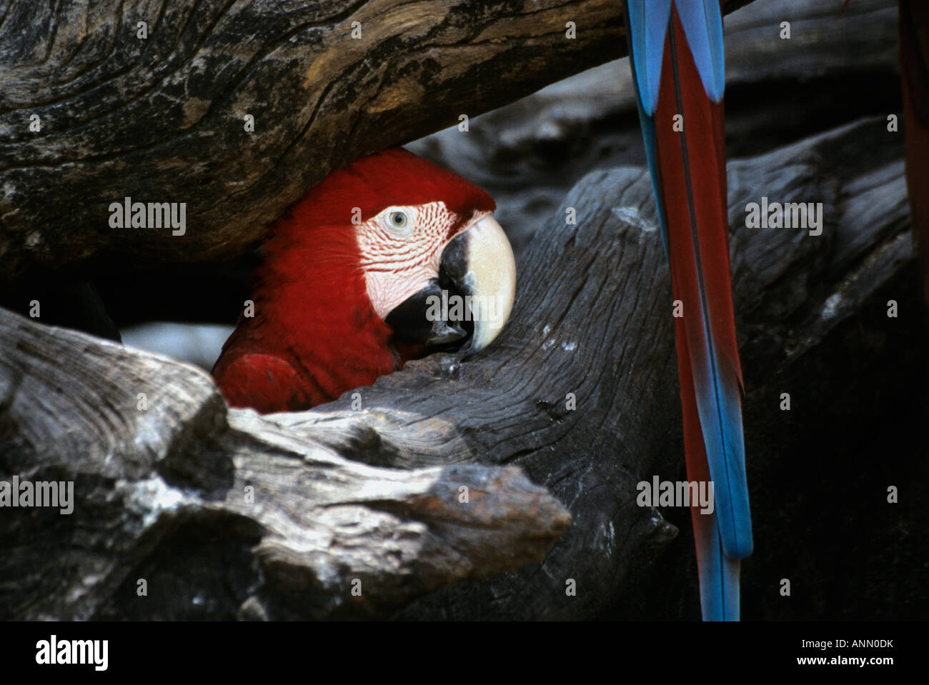 Scarlet macaw nesting Stock Photo - Alamy