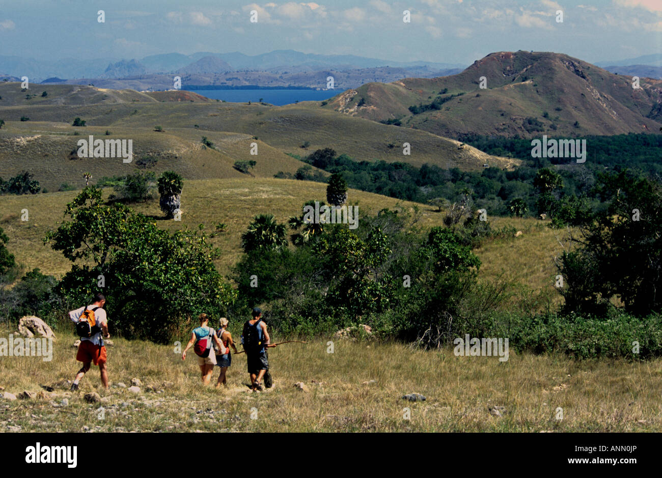 Komodo national Park,Indonesia showing trekkers on Rinca Island,home to Komodo dragons Stock ...