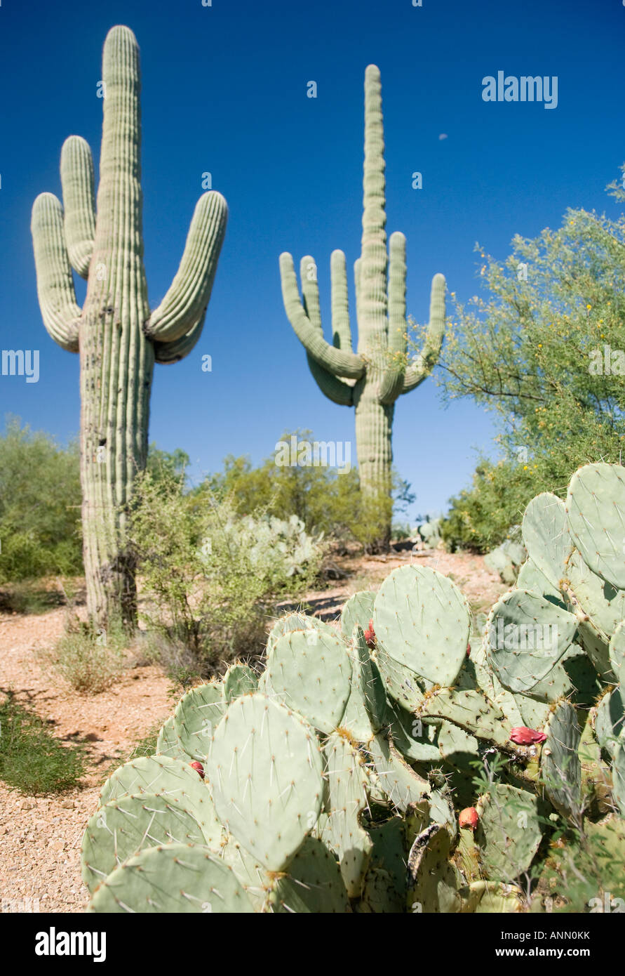 Assorted cactus in desert, Arizona, United States Stock Photo - Alamy