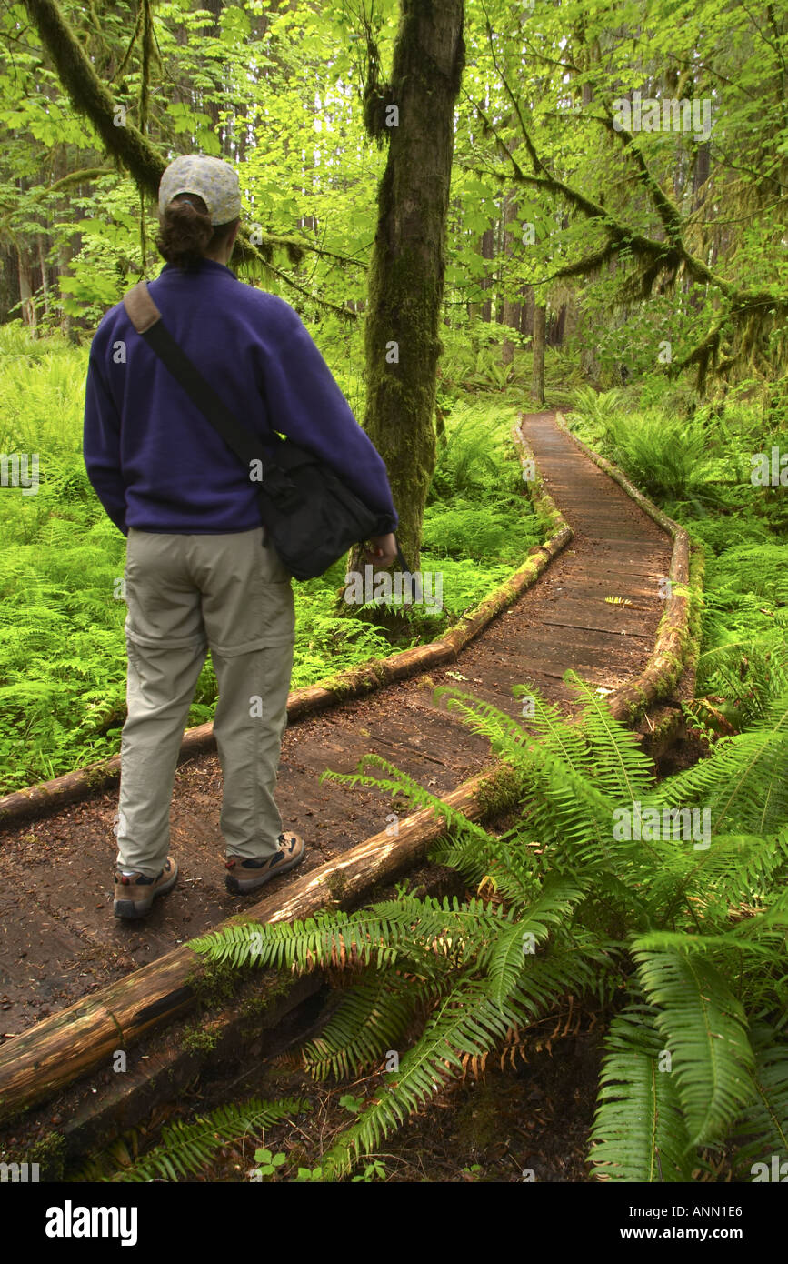 Walkway through temperate rainforest hi-res stock photography and ...