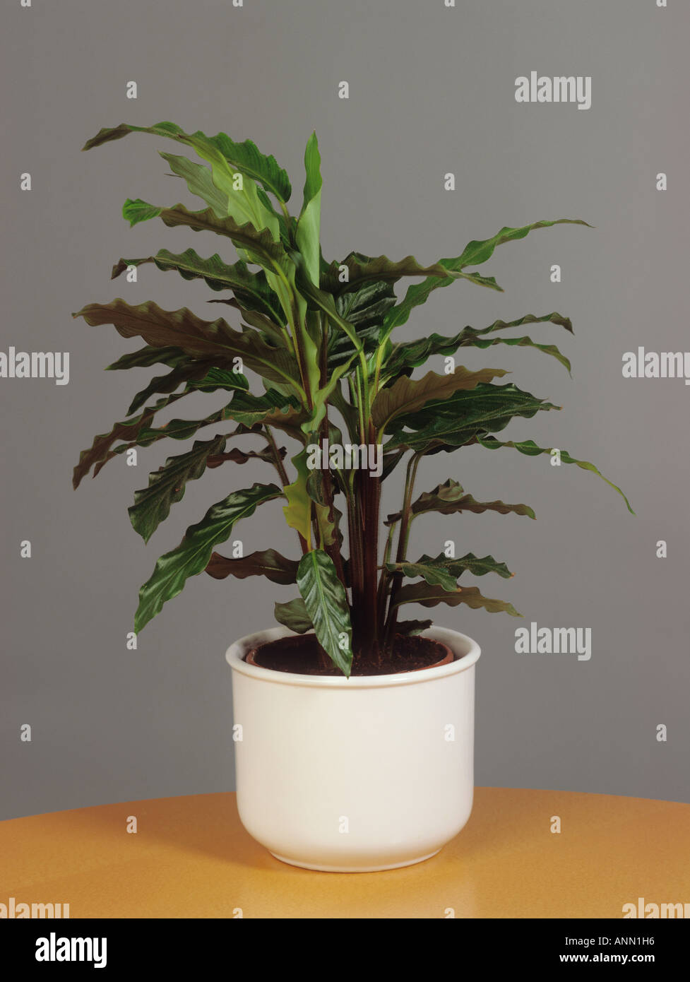 calathea / Calathea rufibarba Stock Photo - Alamy