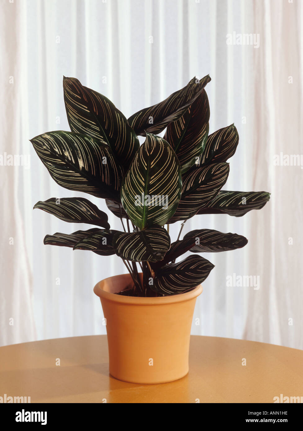 Zebra plant / Calathea zebrina Stock Photo - Alamy