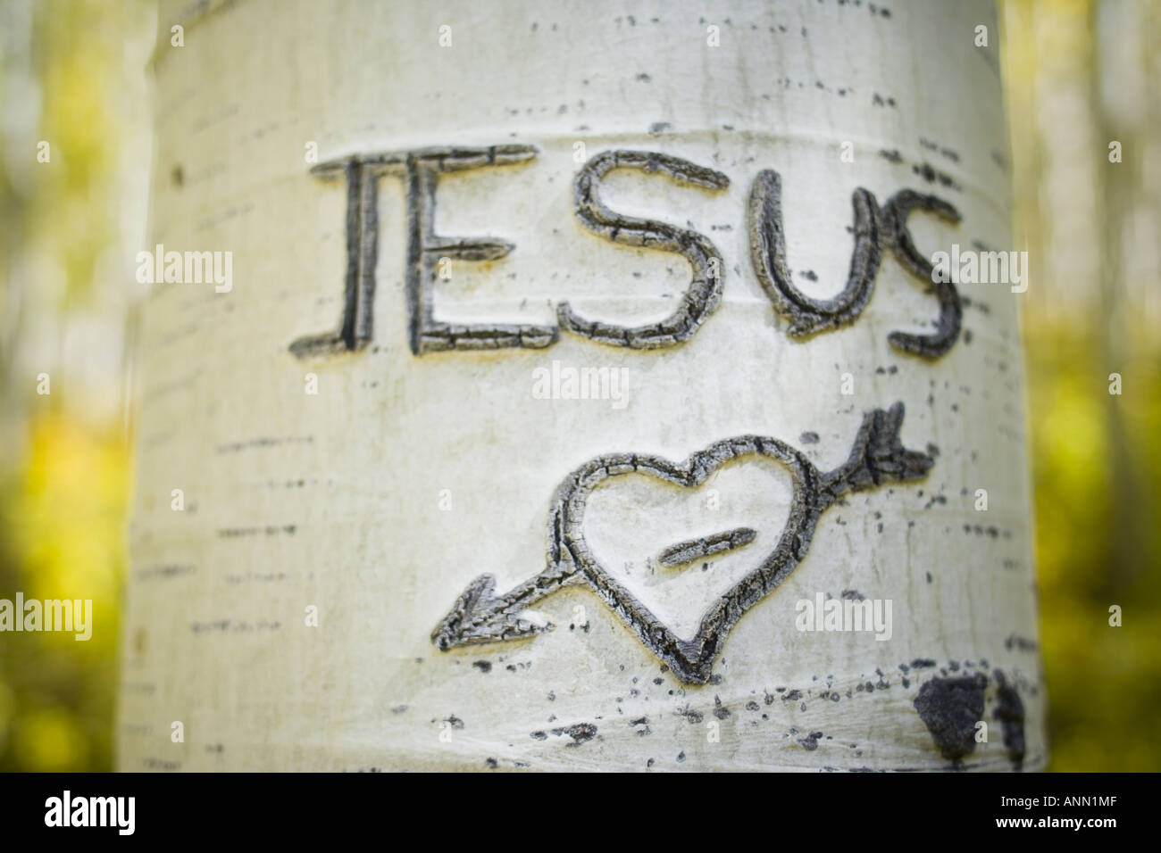 Graffiti carved into trees hi-res stock photography and images - Alamy