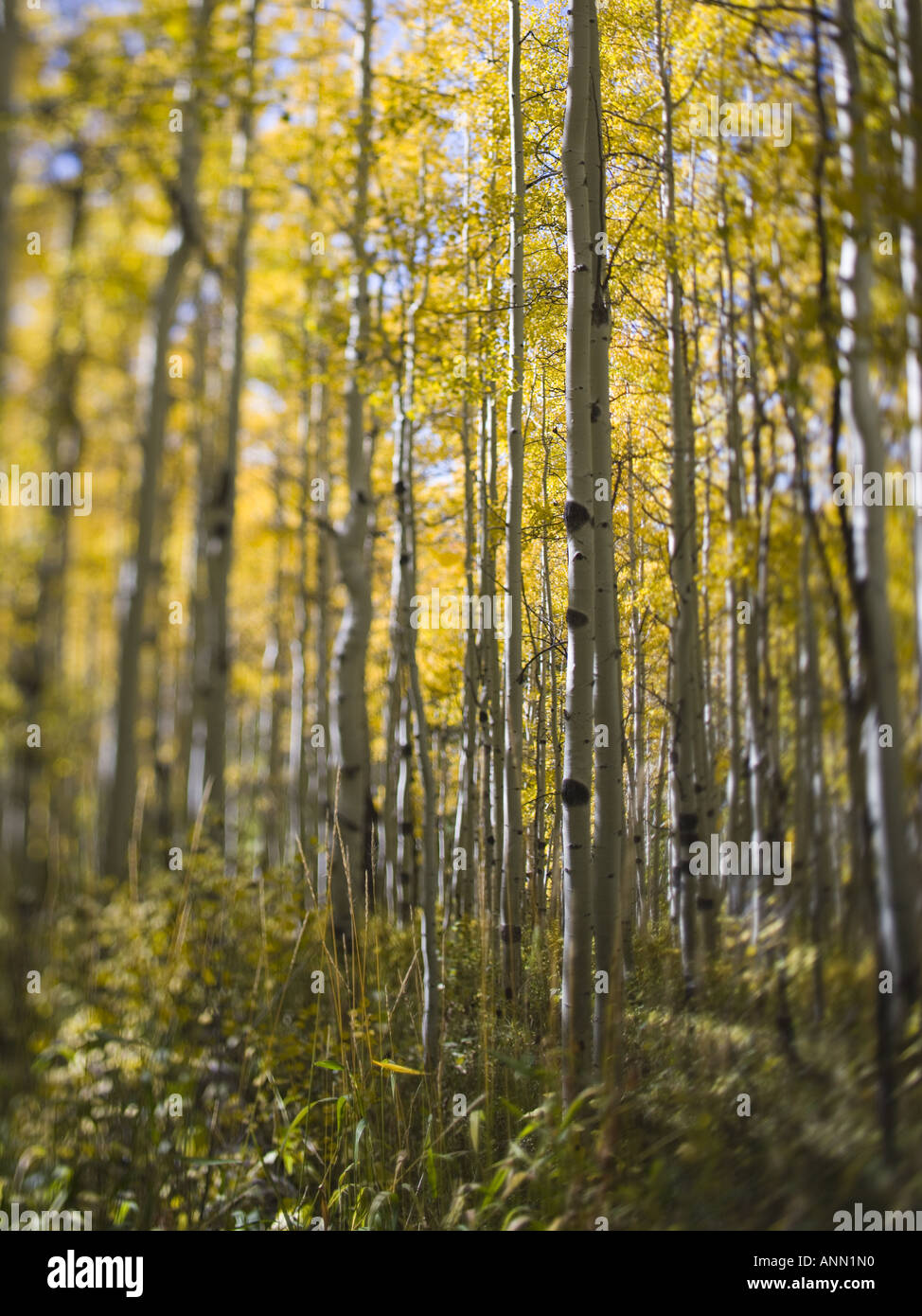 Forest of tall trees Stock Photo - Alamy