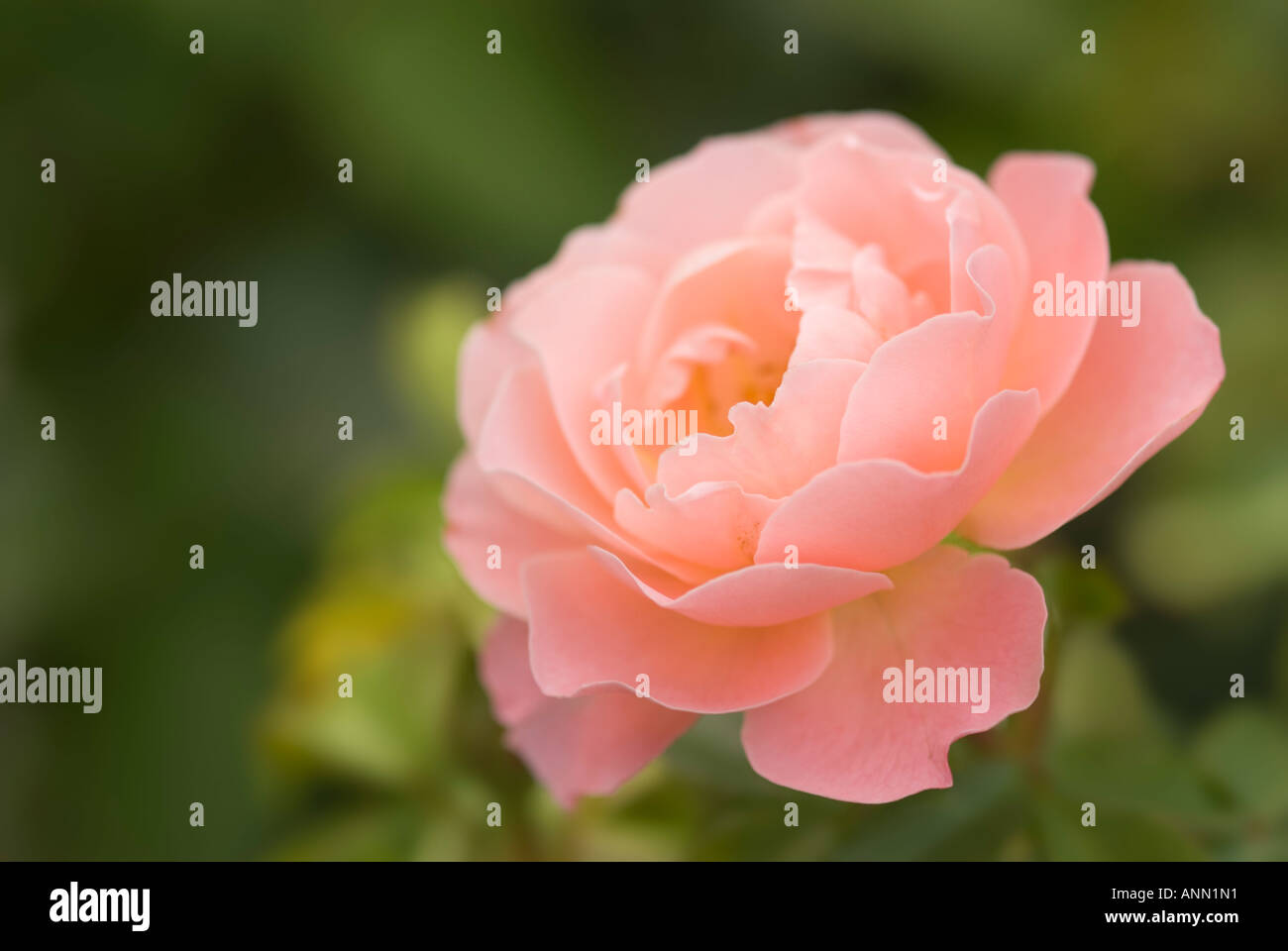 Peach pink rose hi-res stock photography and images - Alamy