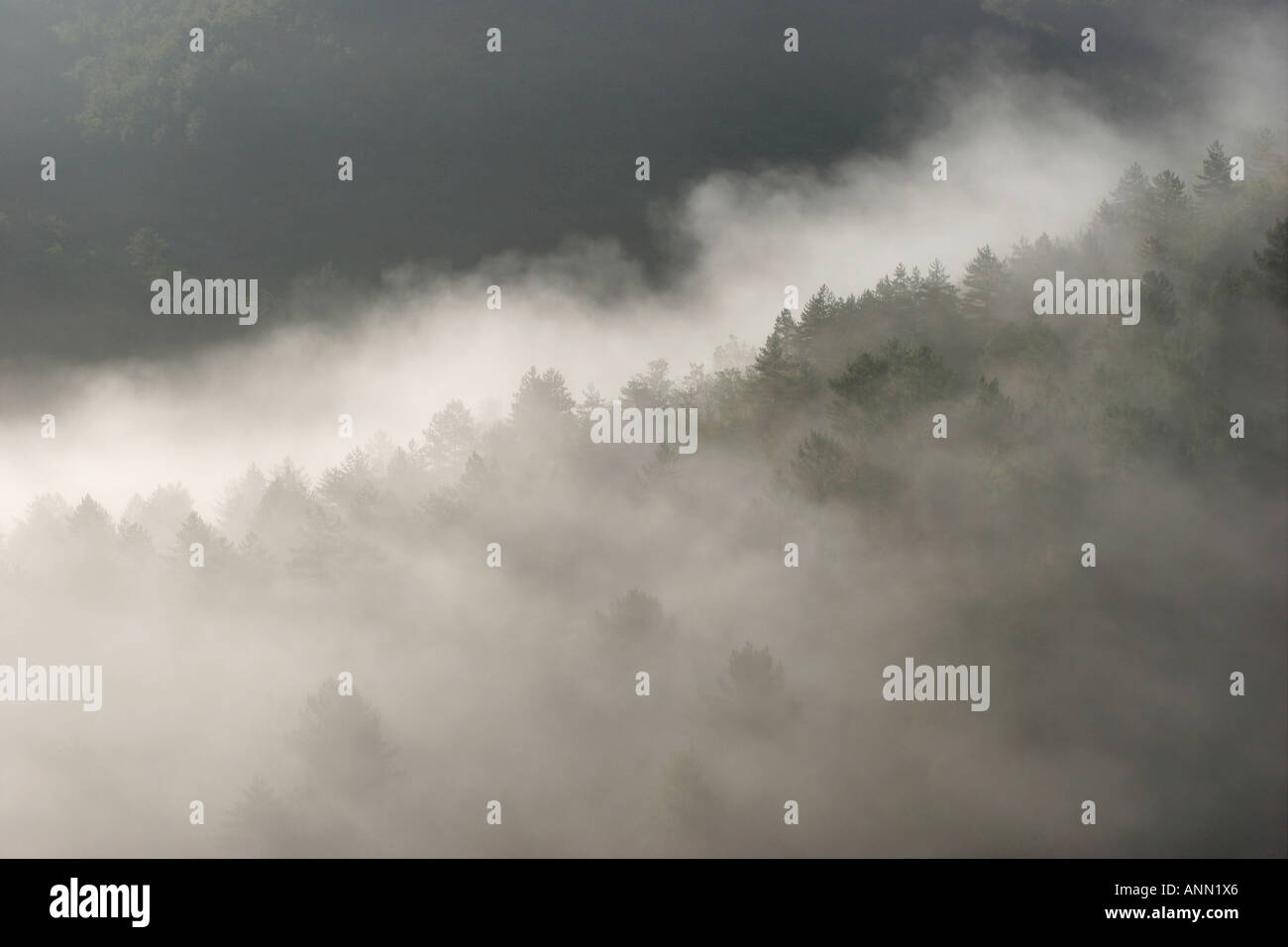 Trees in mist on edge of valley Stock Photo - Alamy