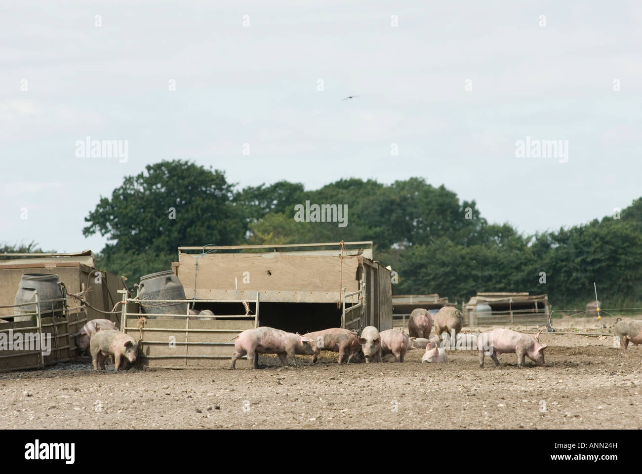 Pig farming in the UK Stock Photo - Alamy