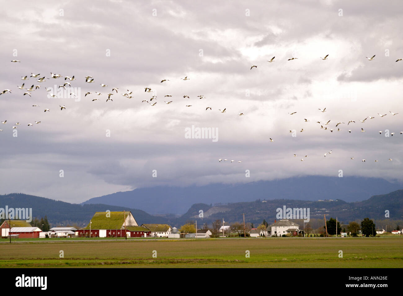 Snow Geese flying over Skagit Valley Skagit County Washington Stock ...